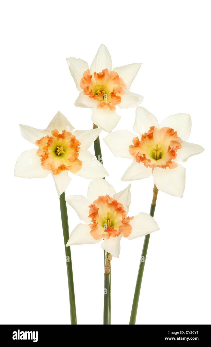 Four white daffodil flowers with frilly orange and yellow centers ...
