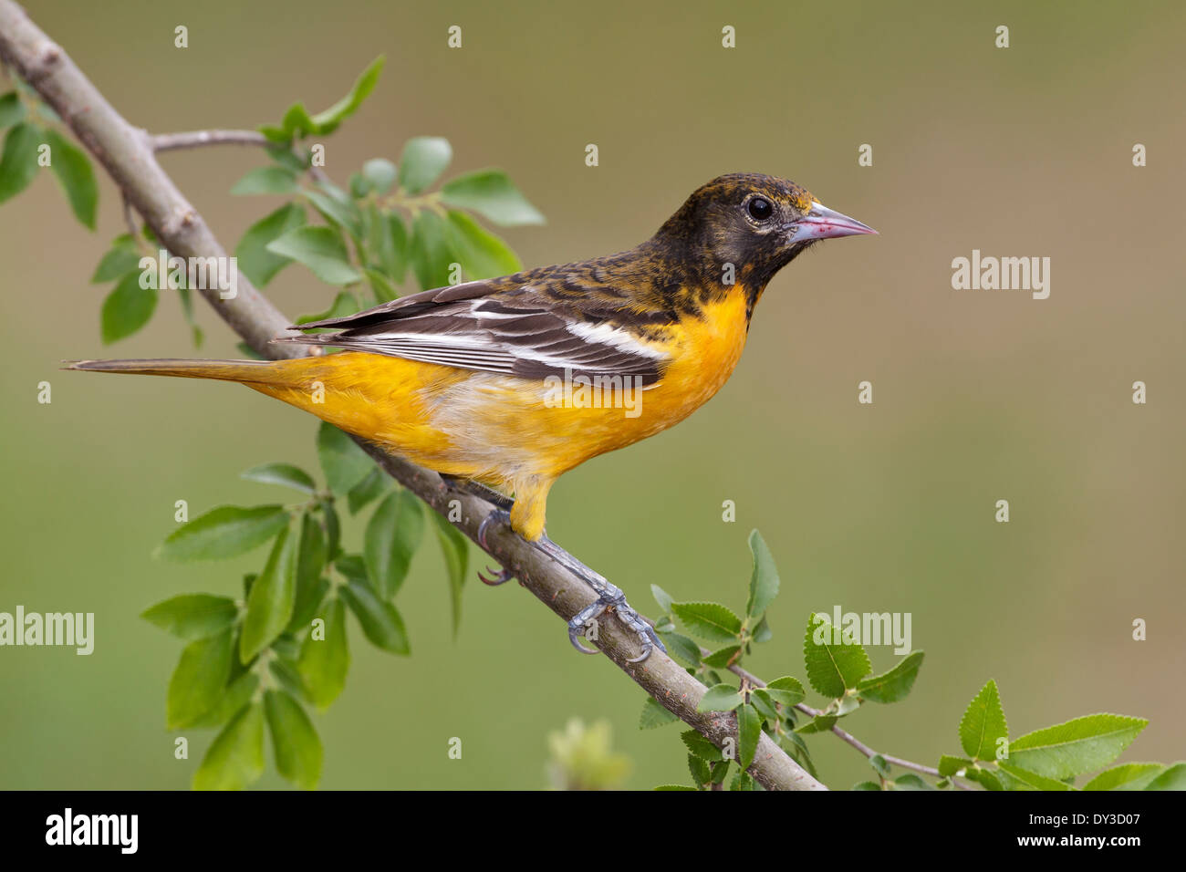 Baltimore Oriole - Icterus galbula - Adult female Stock Photo - Alamy