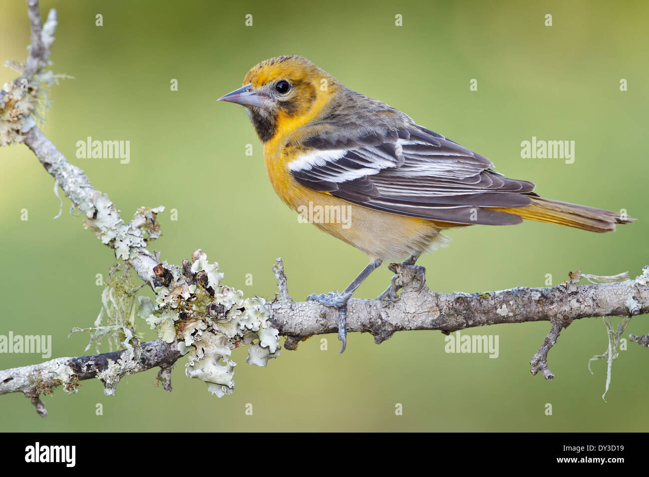Baltimore oriole female hi-res stock photography and images - Alamy