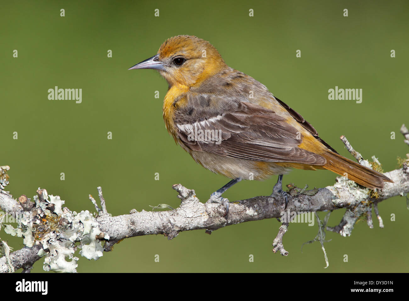 Baltimore Oriole - Icterus galbula - Adult female Stock Photo - Alamy