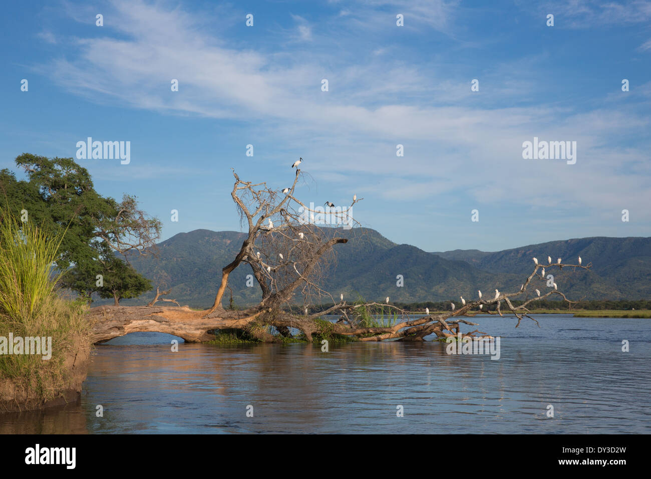 Wet birds hi-res stock photography and images - Alamy