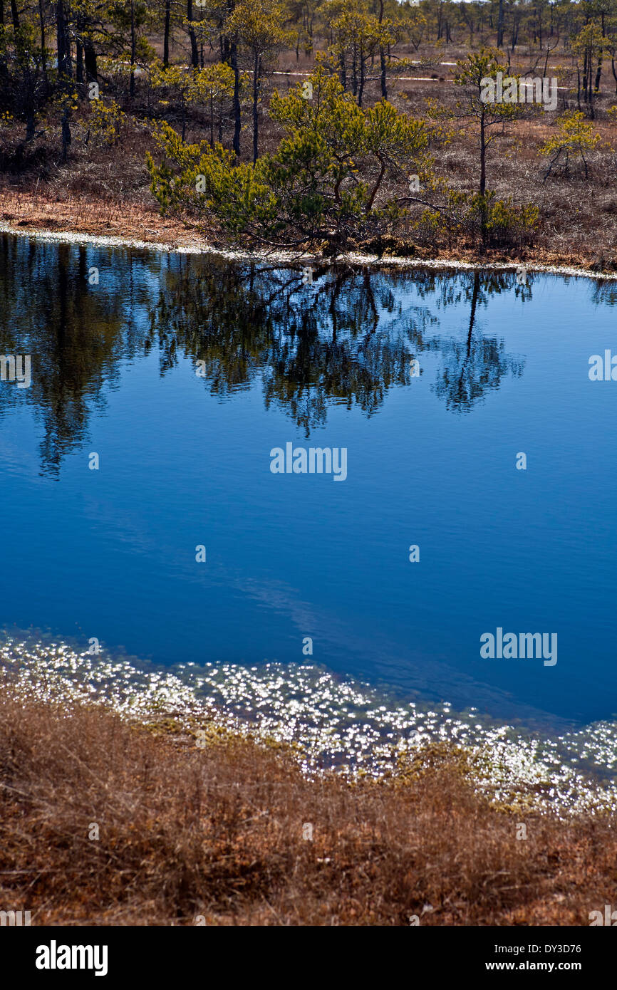 Bog pools in Kemeri Raised Bog Kemeri National Park Latvia Stock Photo ...