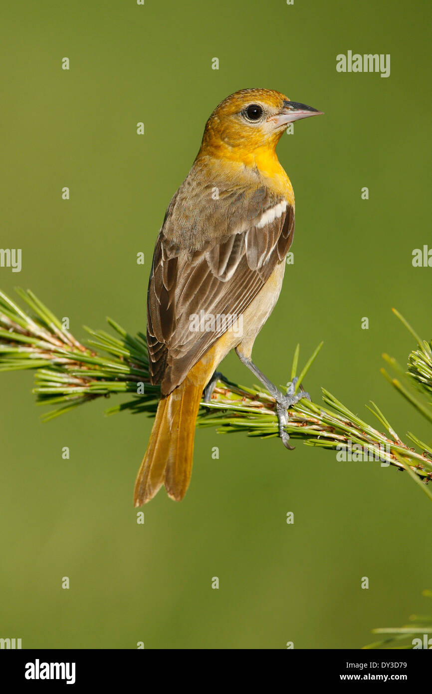 Baltimore Oriole - Icterus galbula - Adult female Stock Photo - Alamy