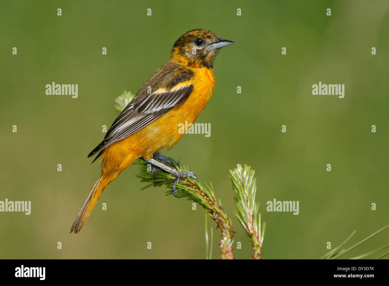 Baltimore Oriole - Icterus galbula - Adult female Stock Photo - Alamy