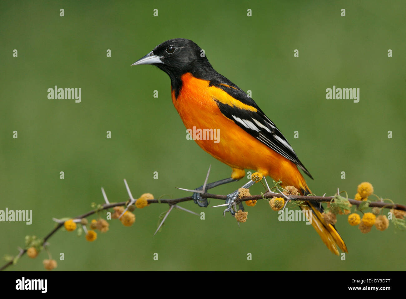 Baltimore Oriole - Icterus galbula - Adult male Stock Photo - Alamy