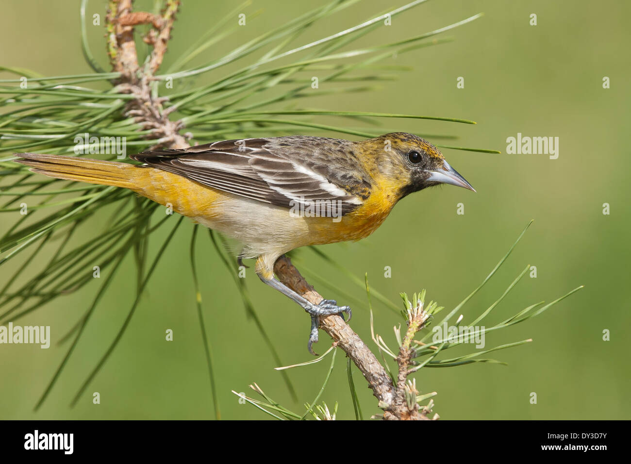 Baltimore Oriole - Icterus galbula - Adult female Stock Photo - Alamy
