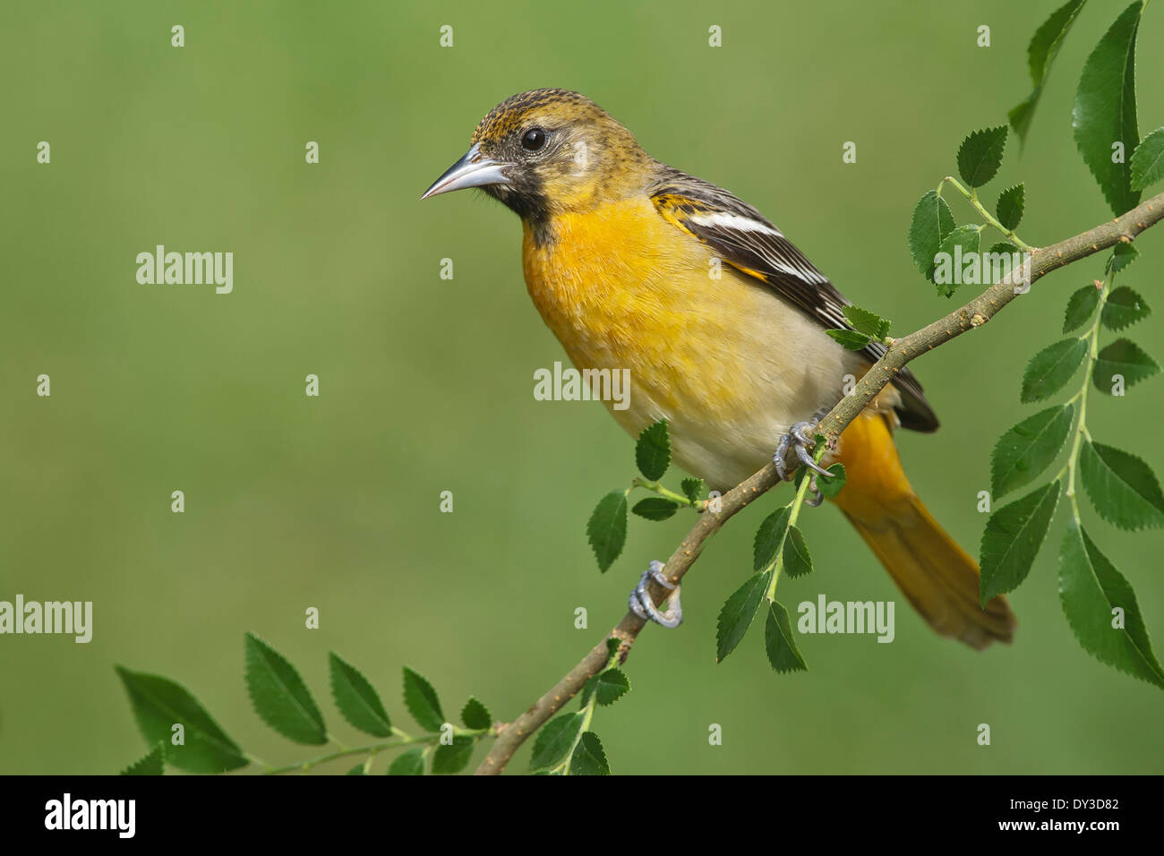 Baltimore Oriole - Icterus galbula - Adult female Stock Photo - Alamy