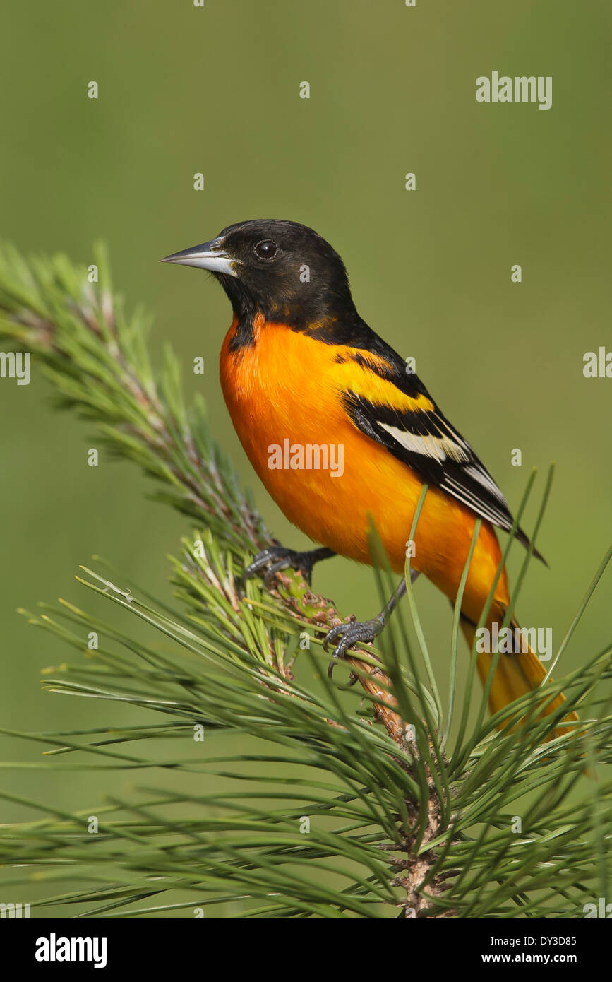 Baltimore Oriole - Icterus galbula - Adult male Stock Photo - Alamy
