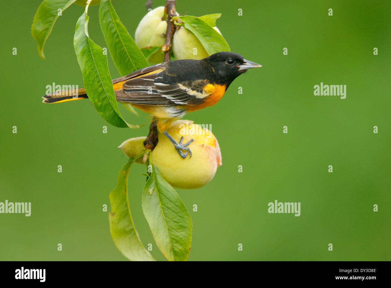 Baltimore Oriole - Icterus galbula - Adult male Stock Photo - Alamy