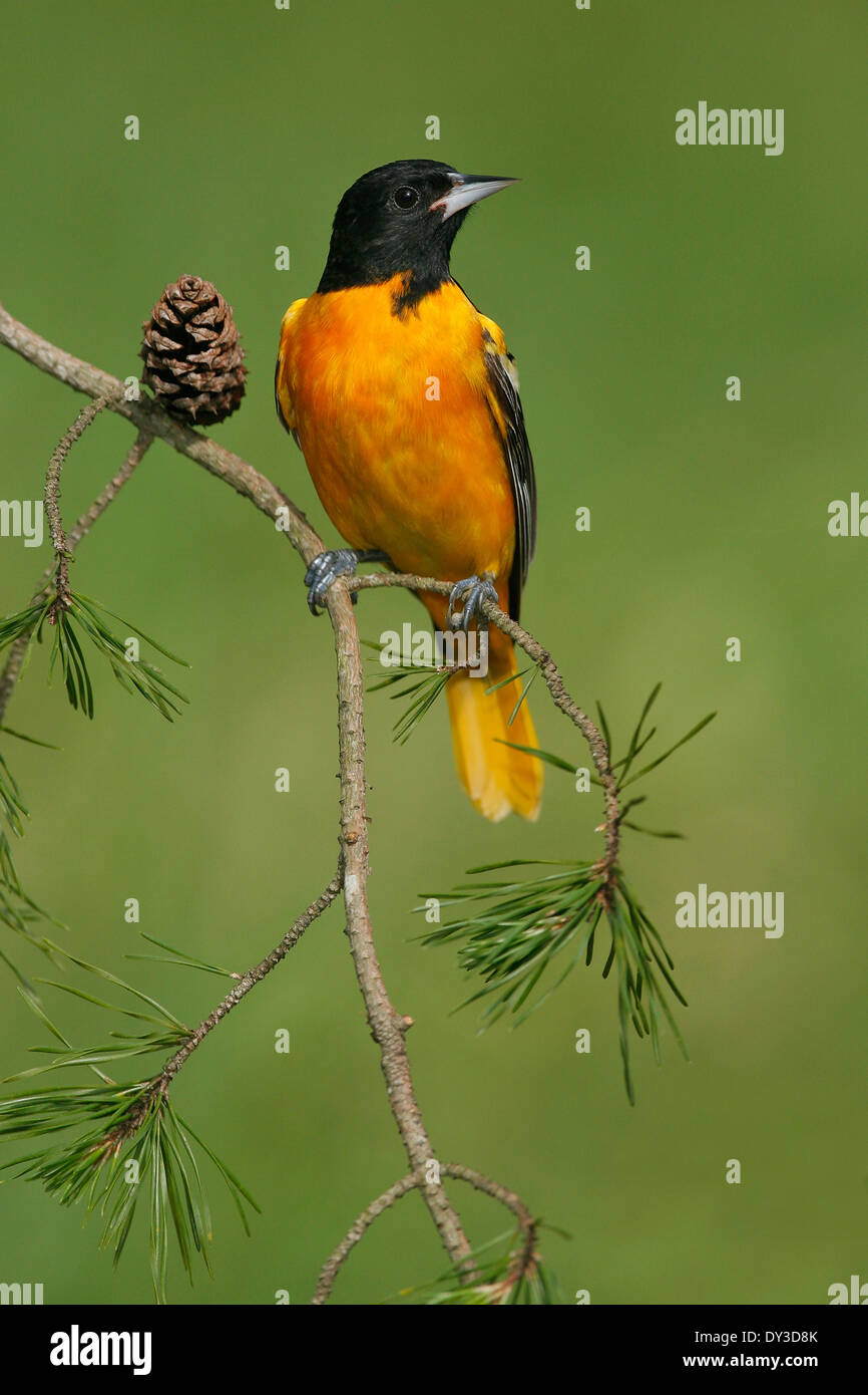 Baltimore Oriole - Icterus galbula - Adult male Stock Photo - Alamy
