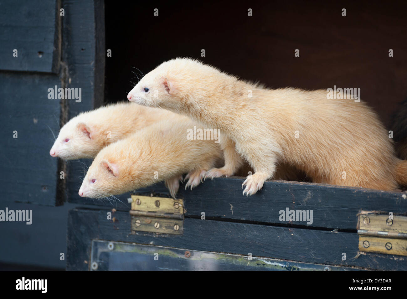 Dancing ferret hi-res stock photography and images - Alamy