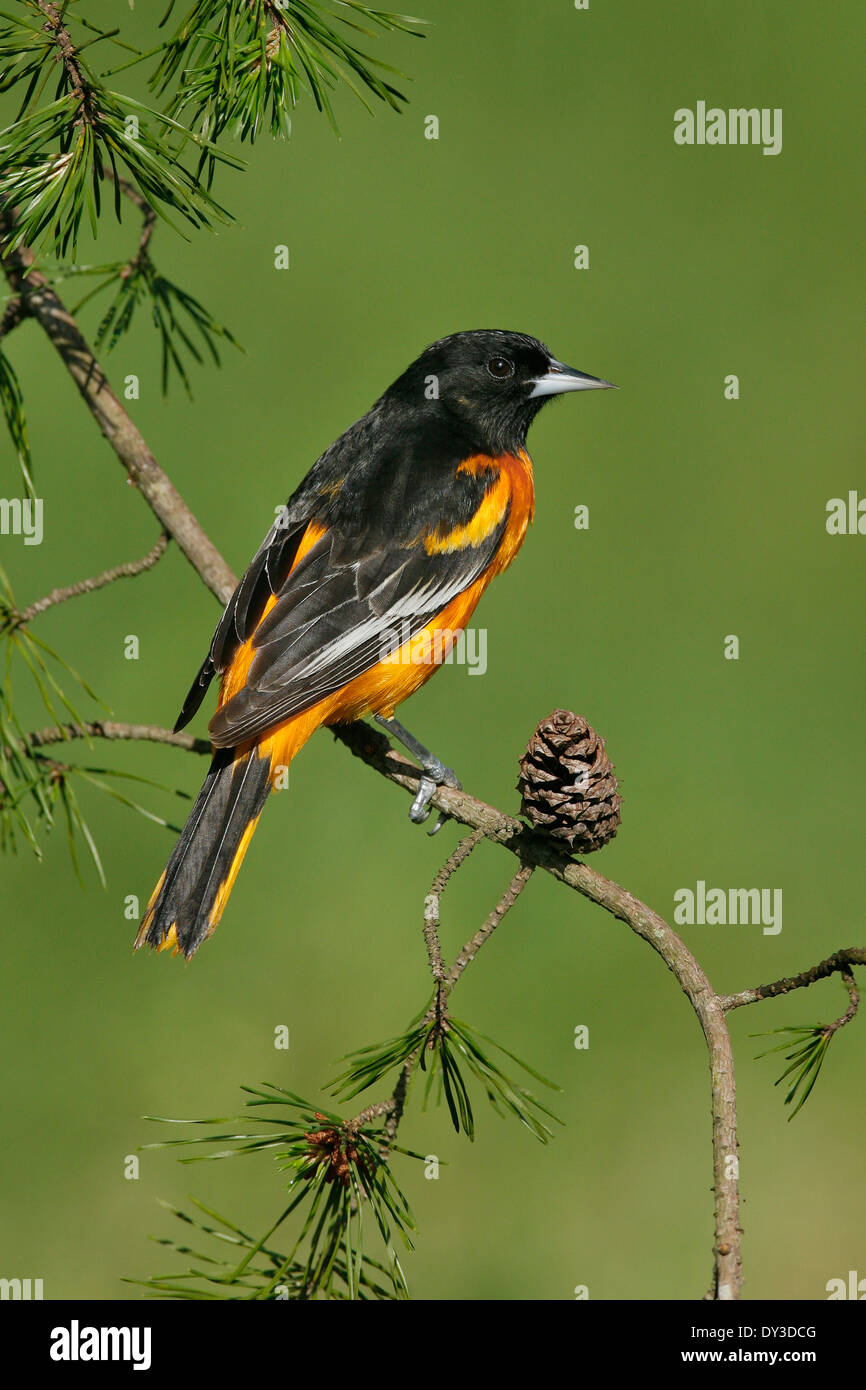 Baltimore Oriole - Icterus galbula - Adult male Stock Photo - Alamy