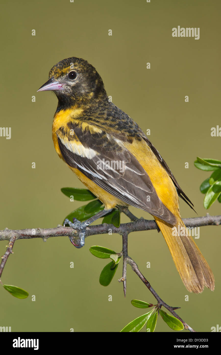 Baltimore Oriole - Icterus galbula - Adult female Stock Photo - Alamy
