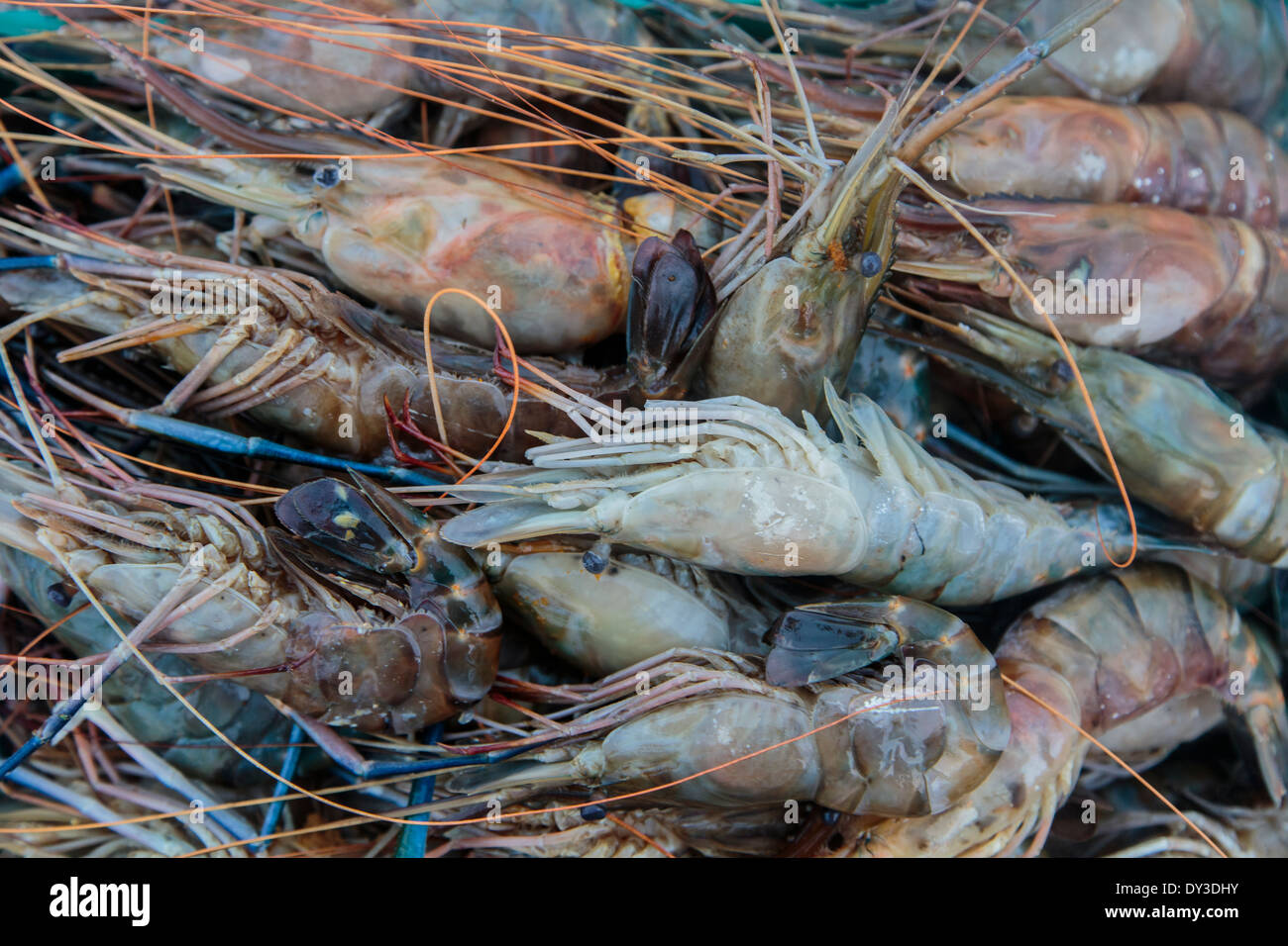 Raw lobster nobody hi-res stock photography and images - Alamy