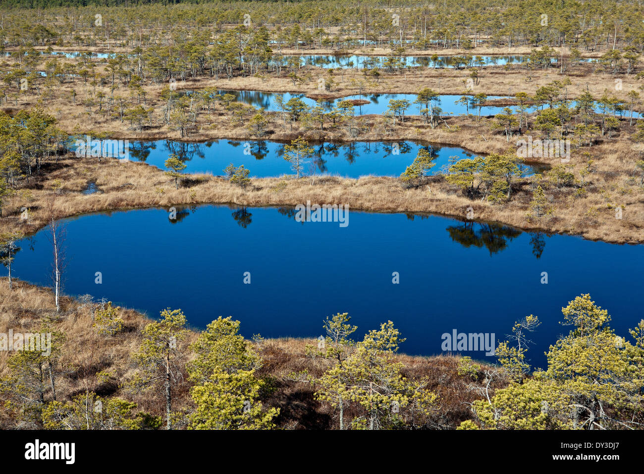 Bog pools in Kemeri Raised Bog Kemeri National Park Latvia Stock Photo ...