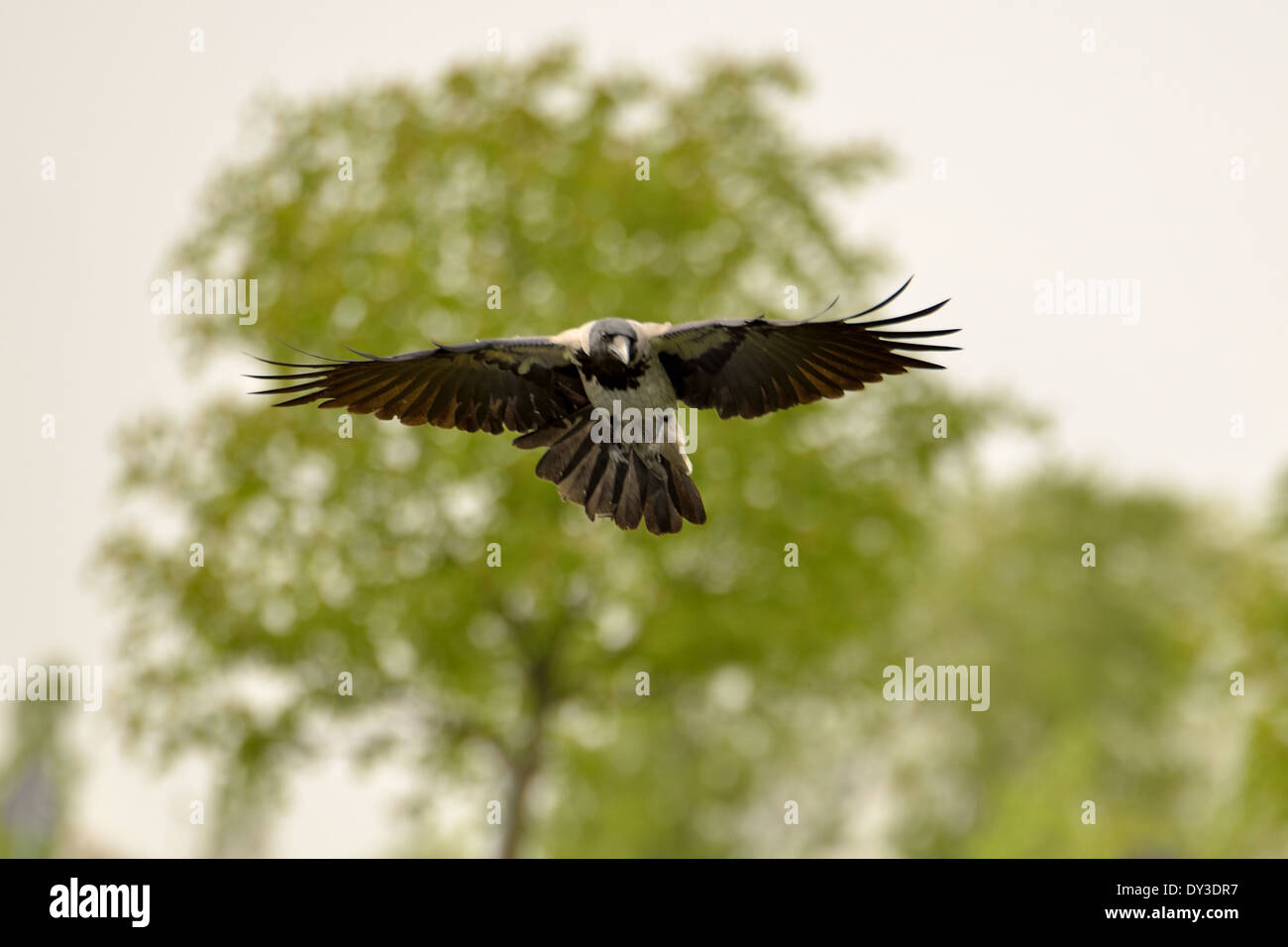 Crow in flight hi-res stock photography and images - Alamy
