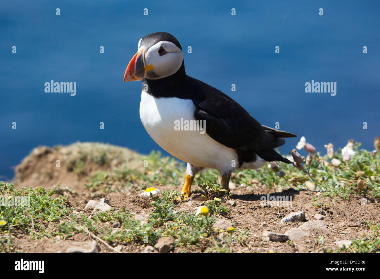 Atlantic Puffin, Skomer Island, UK. June. Summer Stock Photo - Alamy