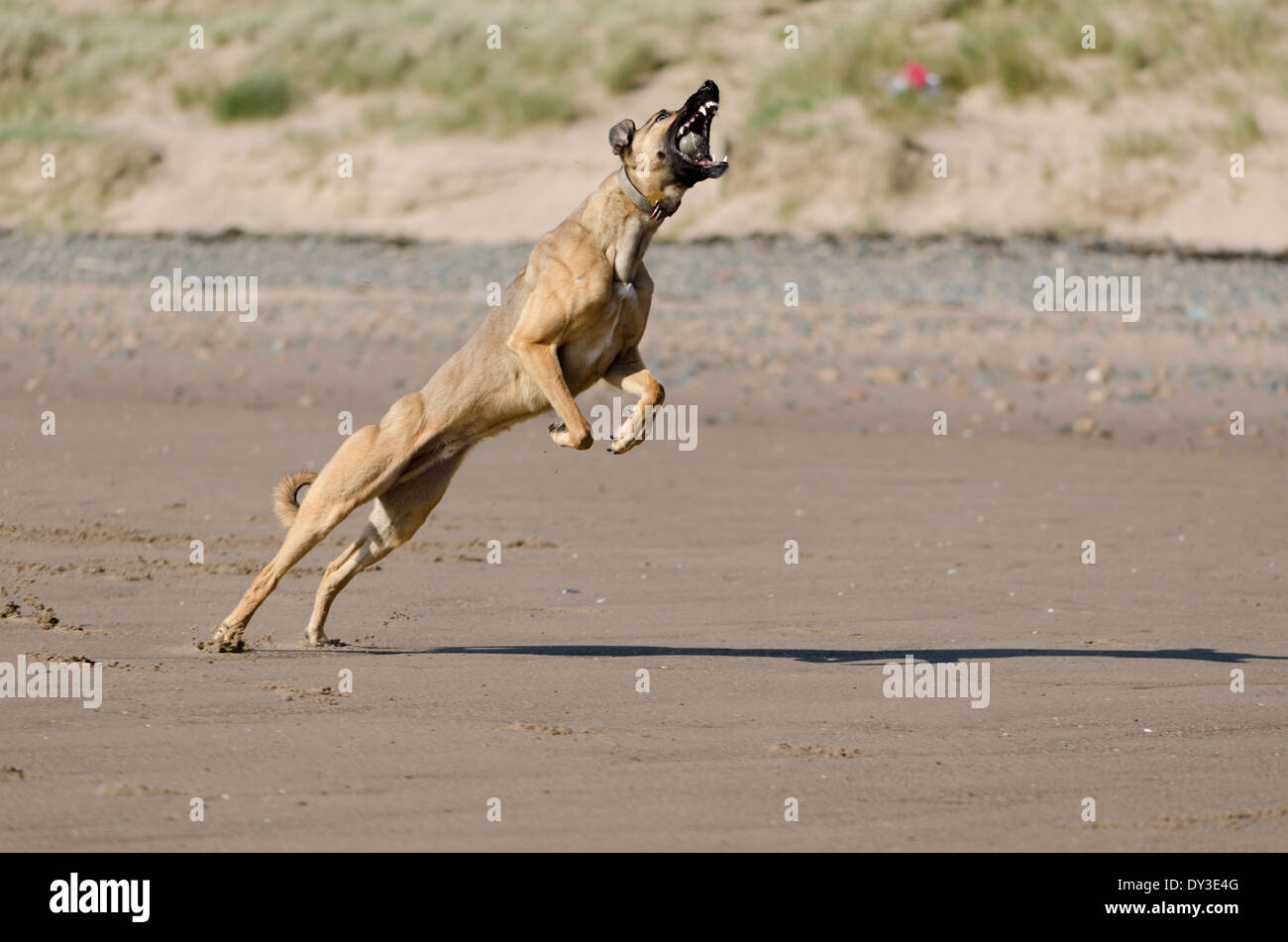 A lurcher catching a ball in flight. A full action shot, the muscles ...