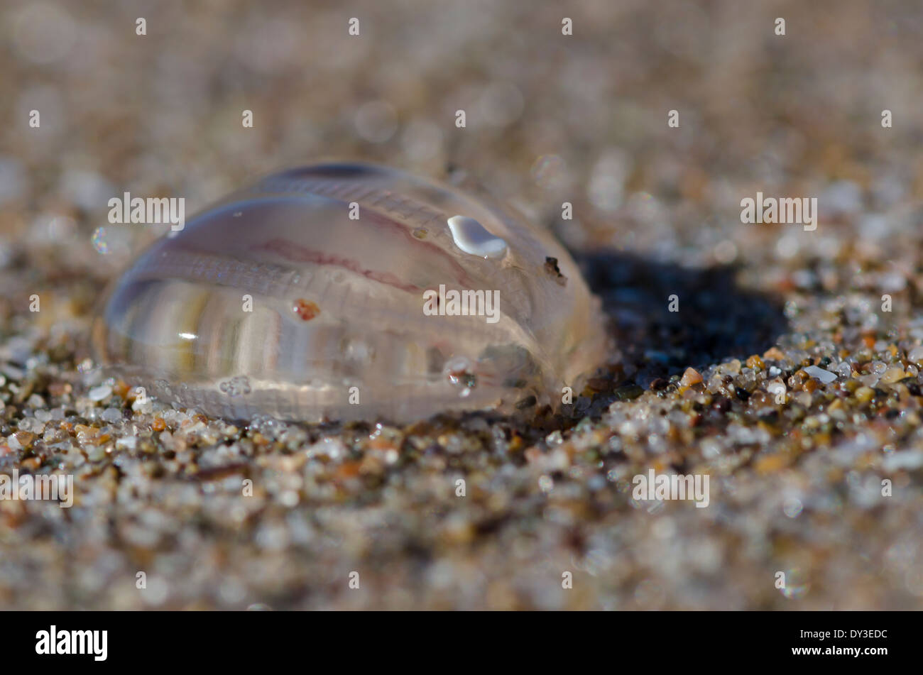 A small jellyfish beached at Drigg Stock Photo - Alamy