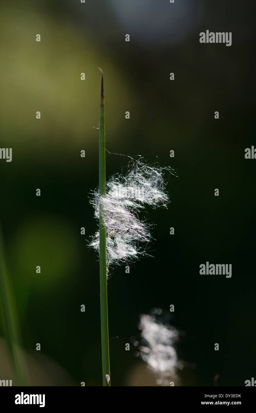 Wool grass hi-res stock photography and images - Alamy