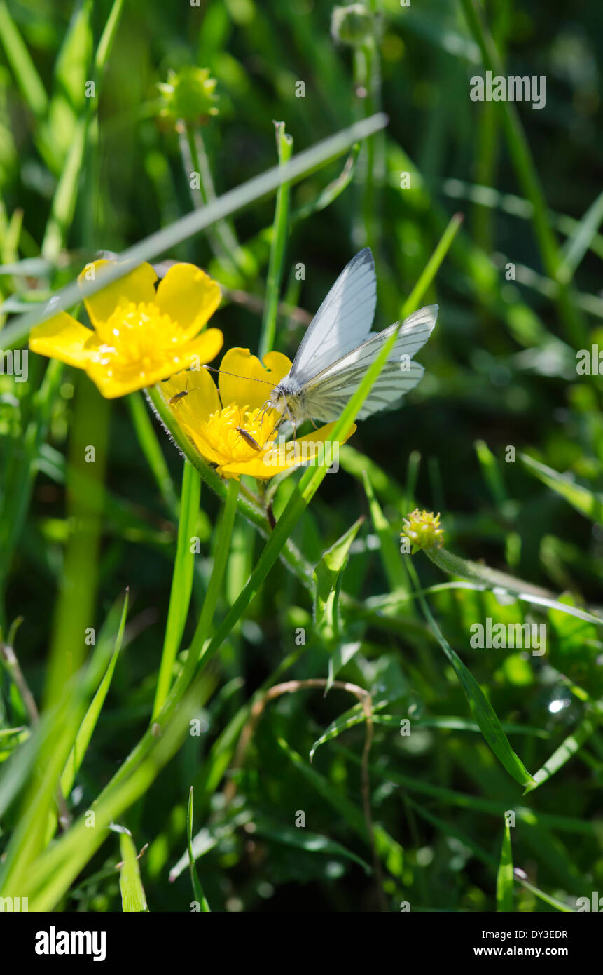 A green-veined butterfly on a buttercup in a sun-drenched Cumbrian ...
