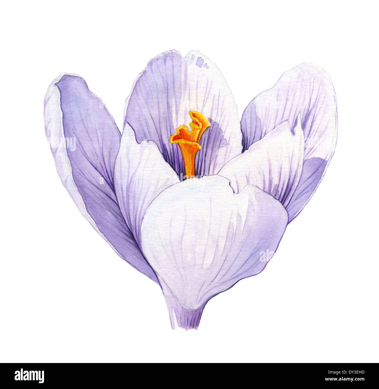 Crocus. Watercolor illustration on white background Stock Photo - Alamy