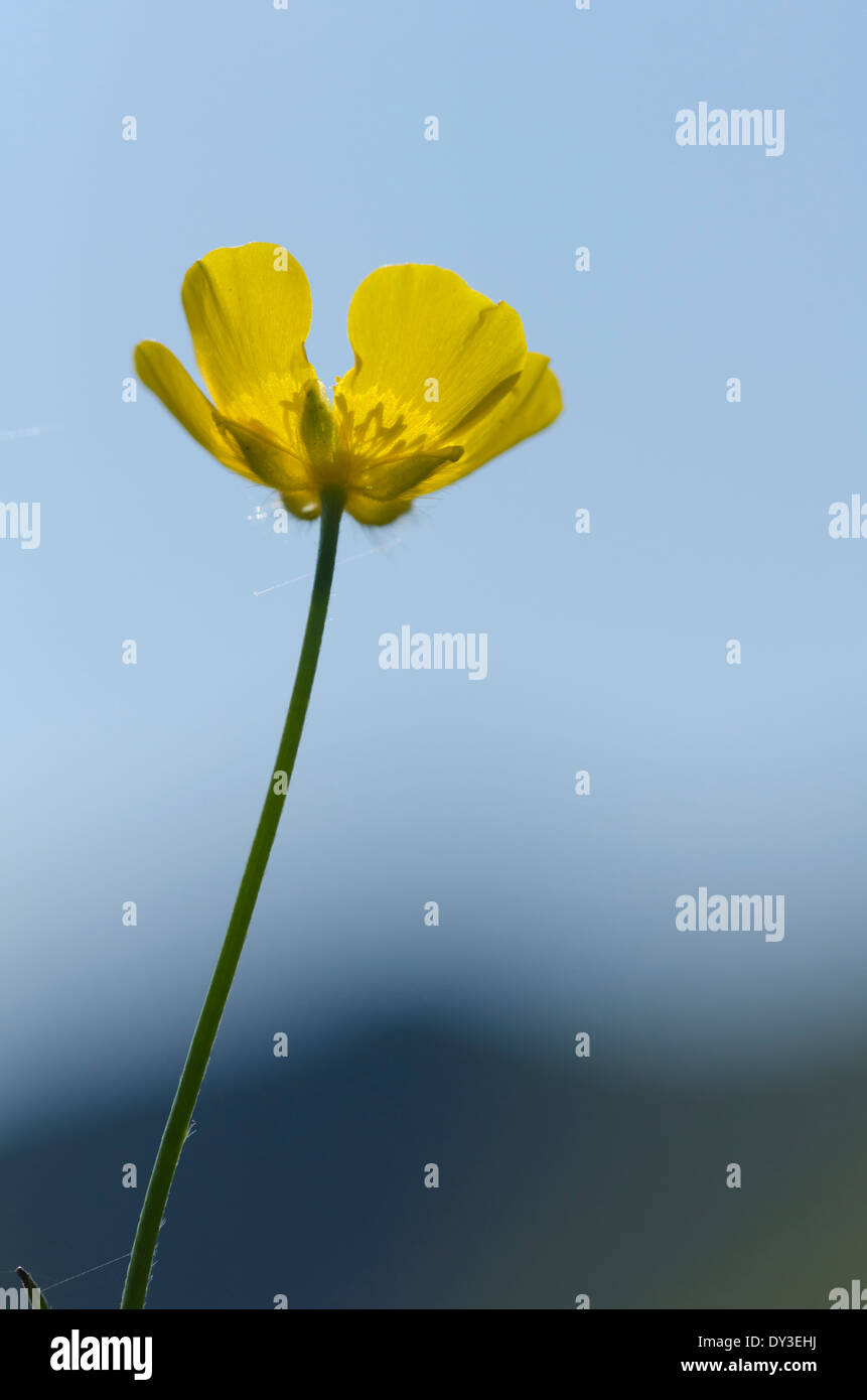 Looking up at a Buttercup flower with the blue sky as background Stock ...
