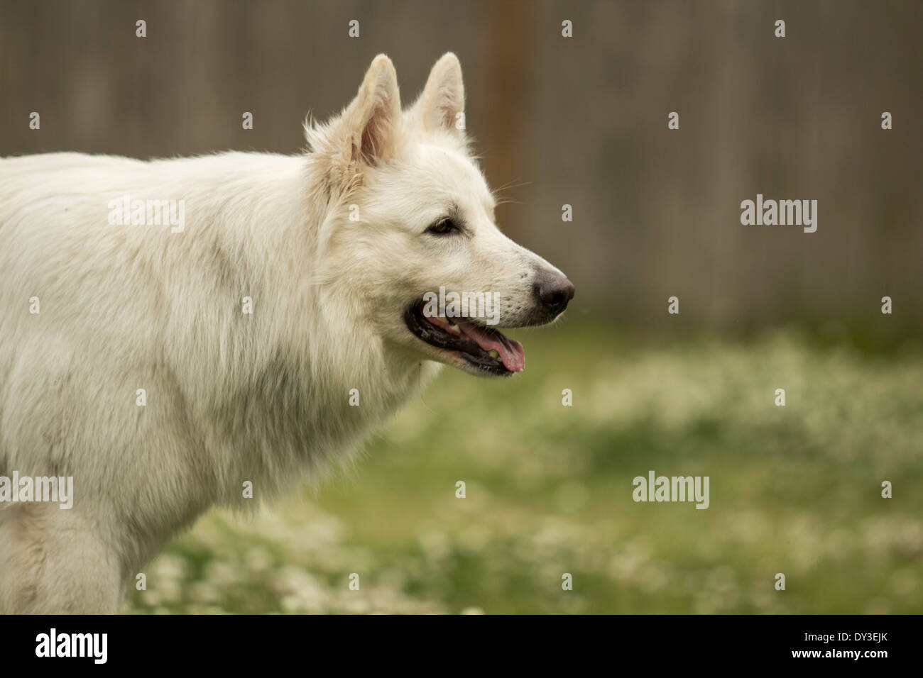 White Shepherd fdog eagerly awaiting his toy Stock Photo - Alamy