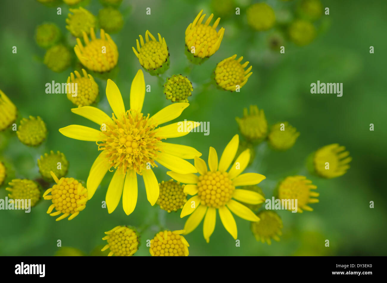 Ragwort seed hi-res stock photography and images - Alamy