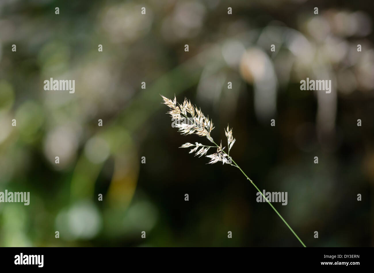 A grass seed head isolated in the sunshine in a sunny Cumbrian meadow ...