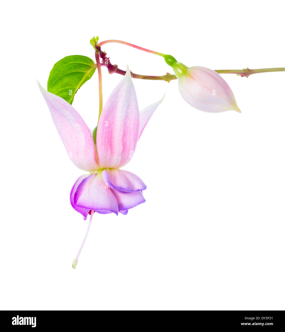 beautiful lilac and pink fuchsia flower is isolated on white background ...