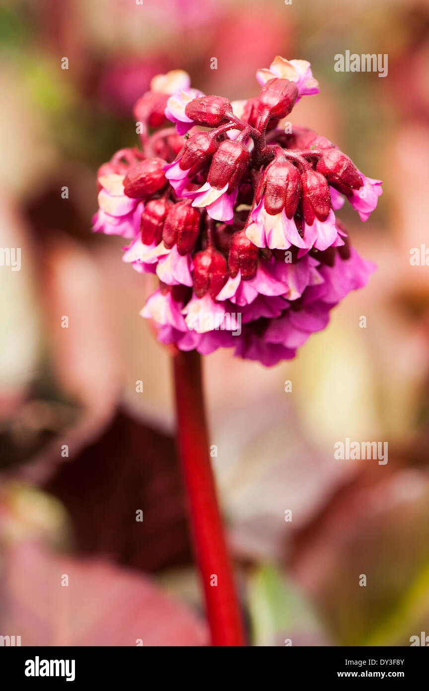 Elephant ears flower hi-res stock photography and images - Alamy