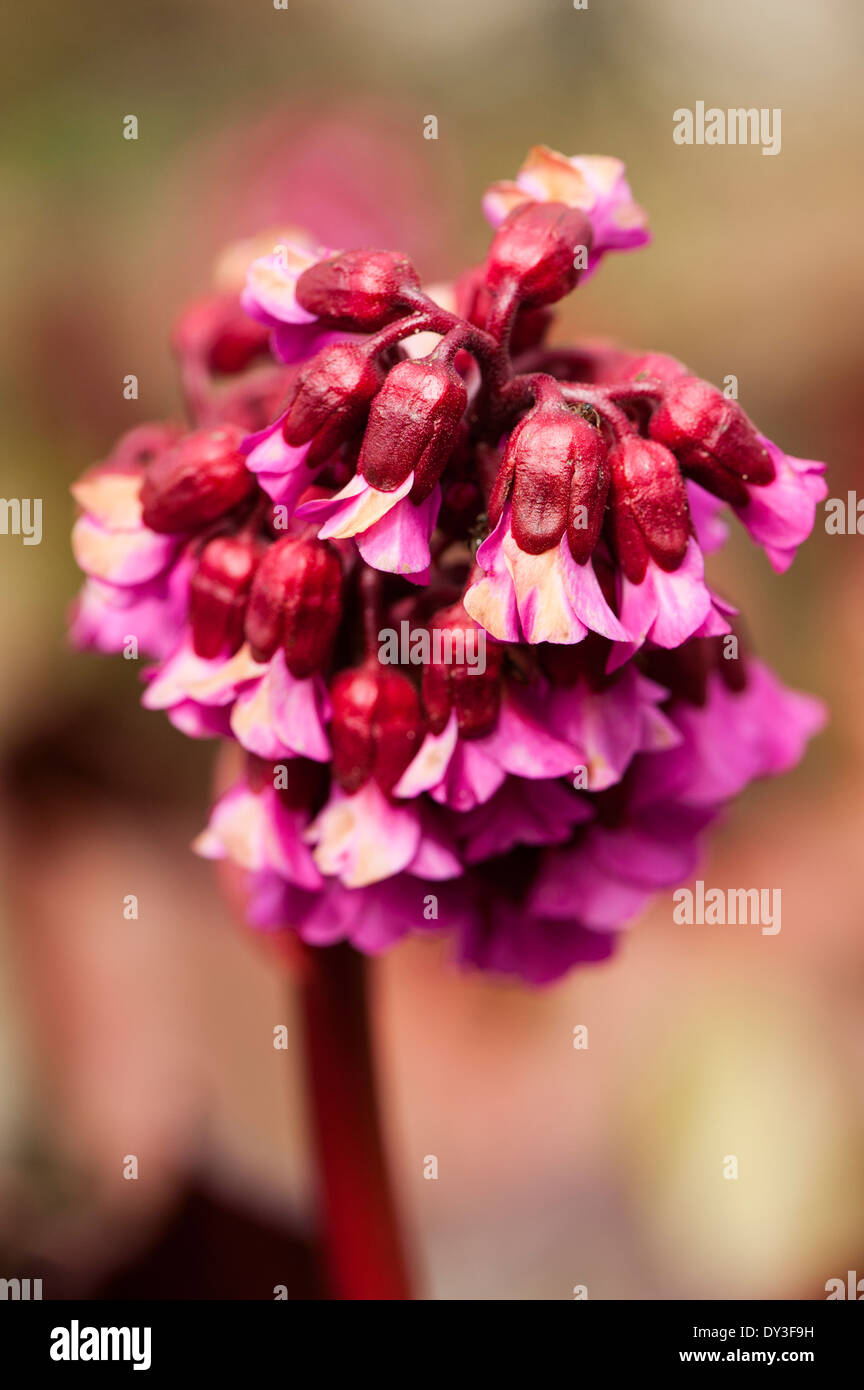 Elephant ears flower hi-res stock photography and images - Alamy