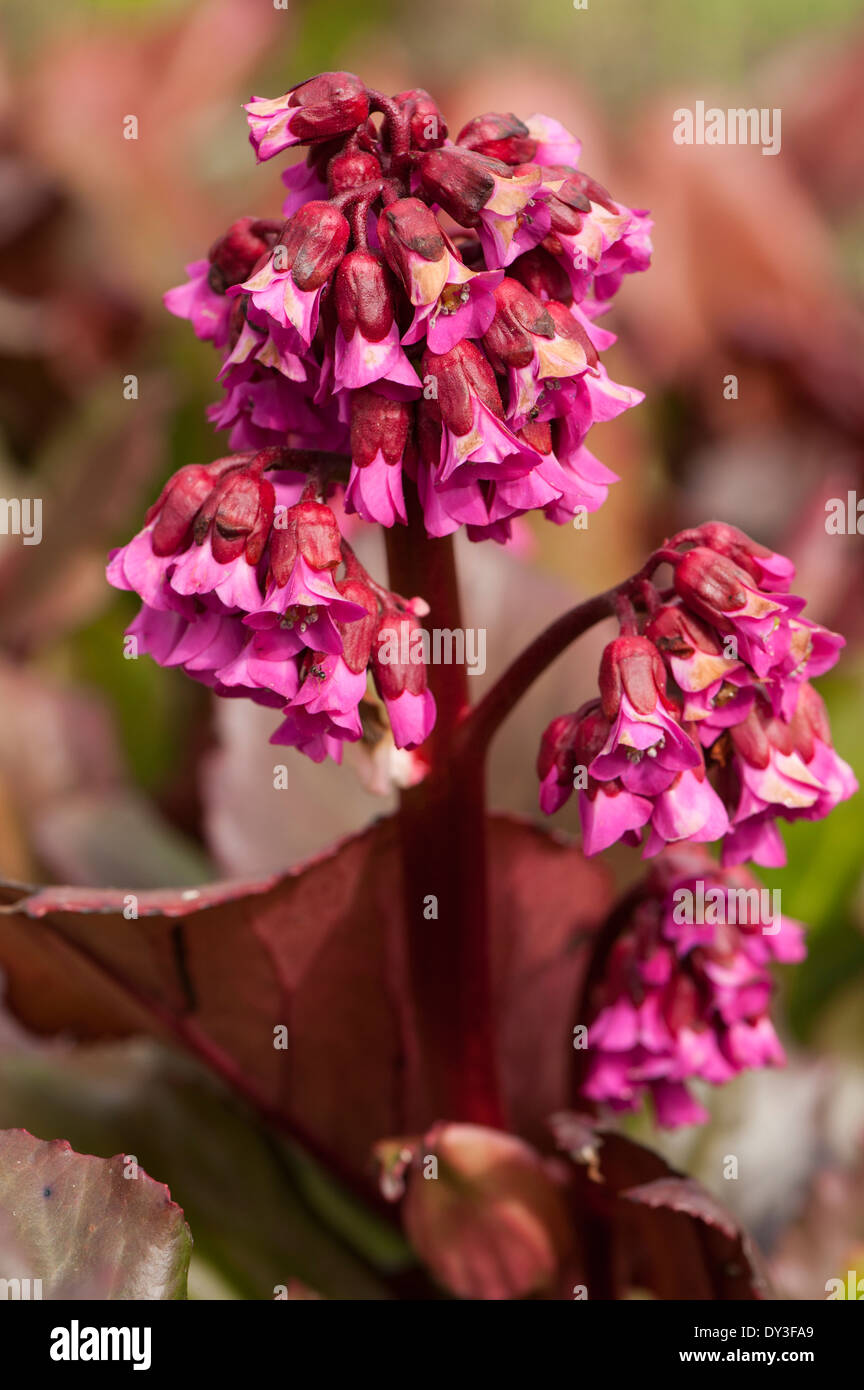 Elephant ears flower hi-res stock photography and images - Alamy