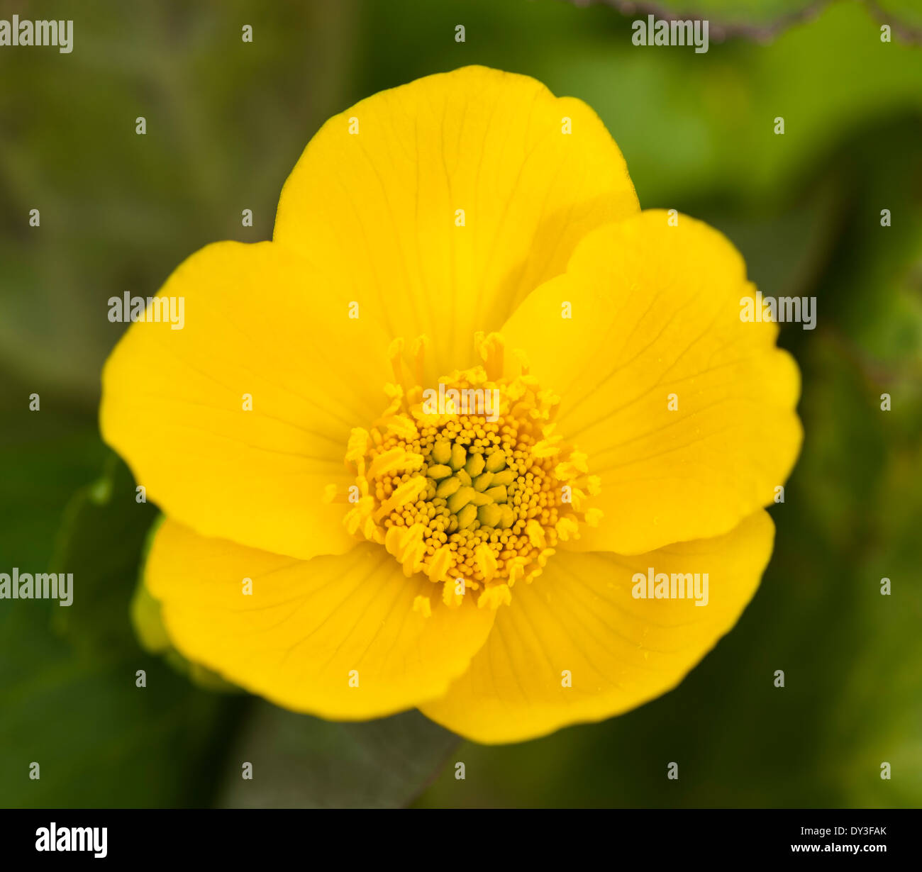 Polypetala hi-res stock photography and images - Alamy