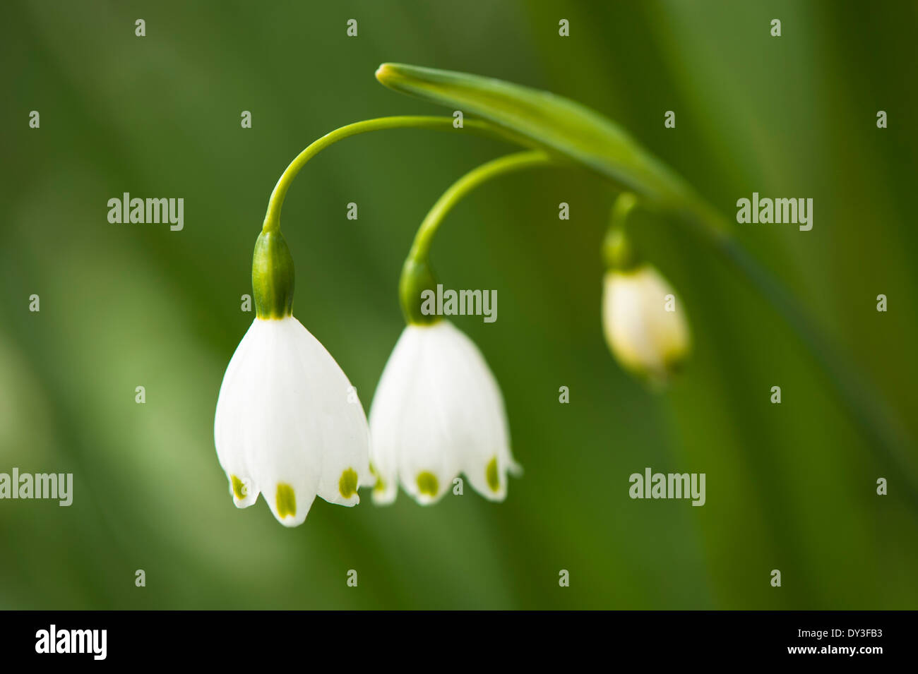 Drooping lily flowers hi-res stock photography and images - Alamy