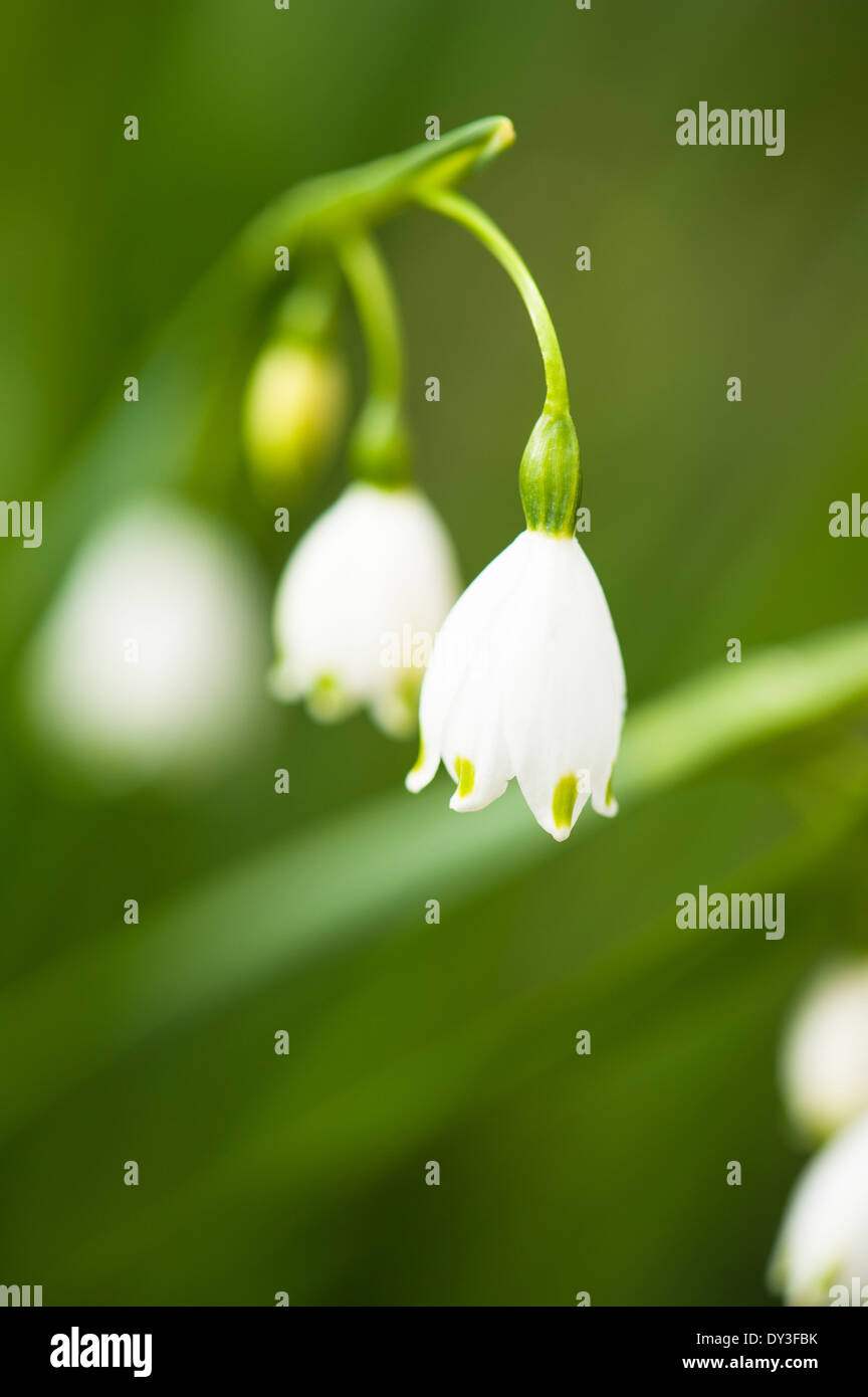 Drooping lily flowers hi-res stock photography and images - Alamy