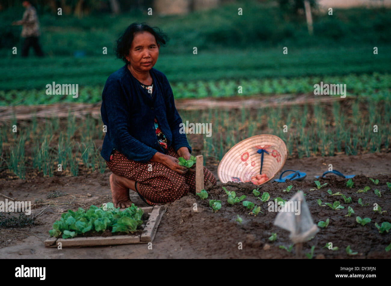 Laos woman kneeling planting rice plants field green earth early ...