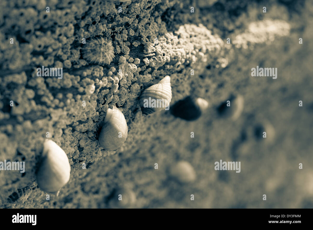 Beach detail, Barnacles and Sea Snail on rock Stock Photo - Alamy