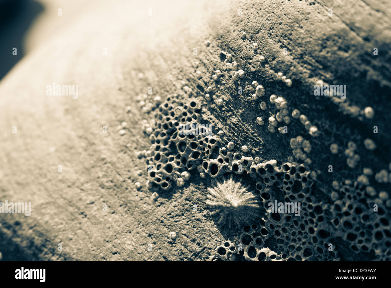 Barnacles barnacles shells hi-res stock photography and images - Alamy