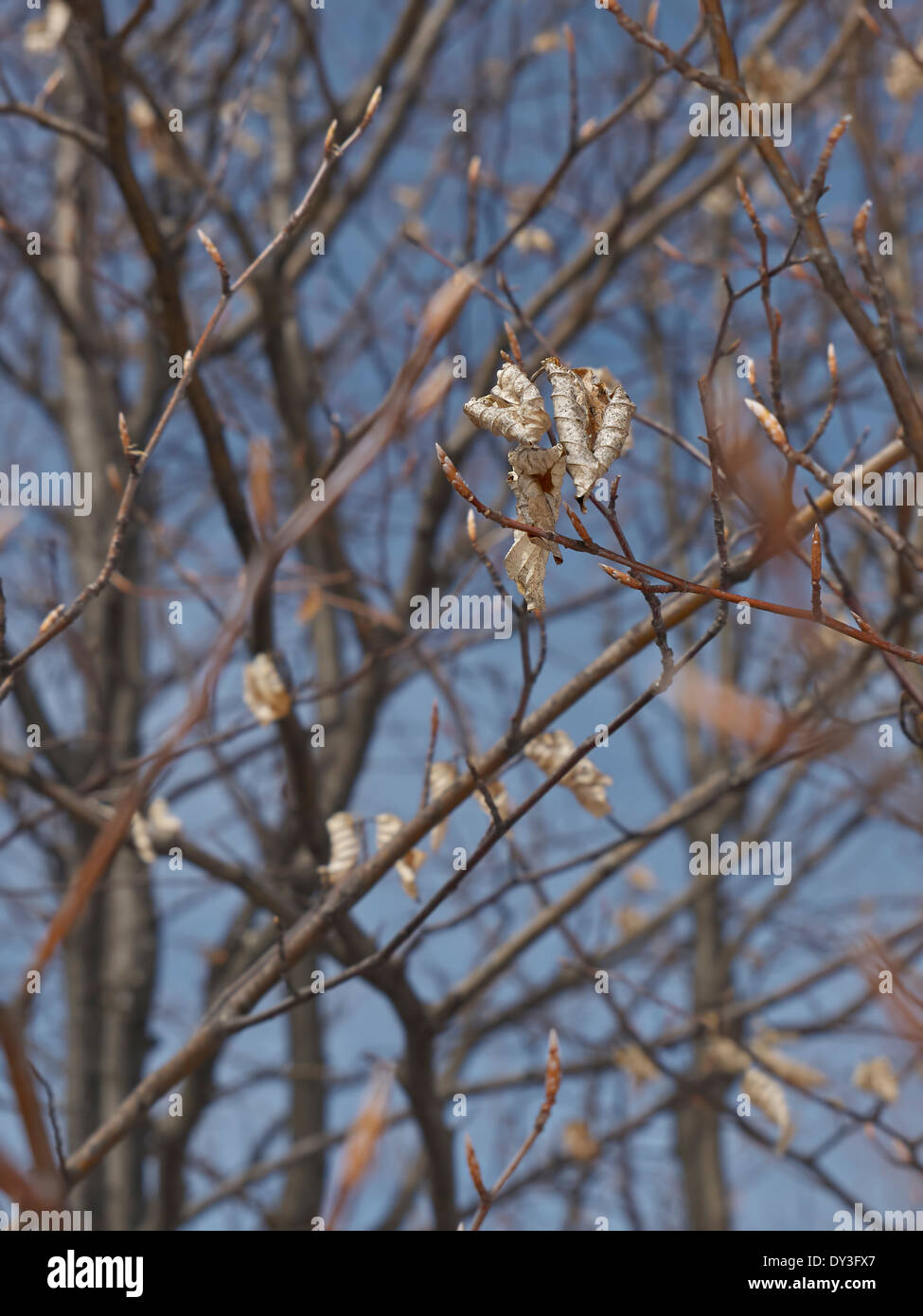 New plant old tree hi-res stock photography and images - Alamy
