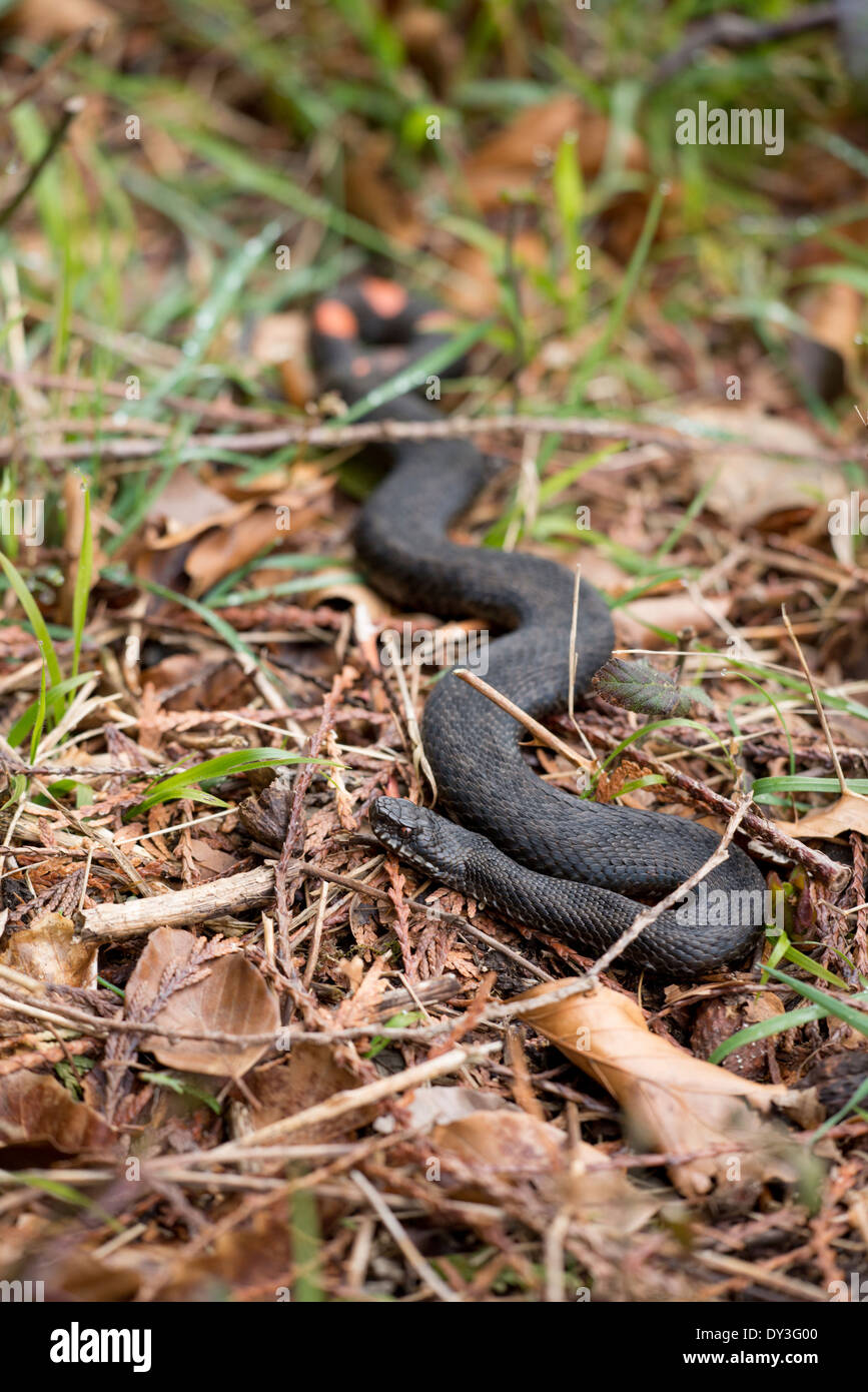 Black adders hi-res stock photography and images - Alamy
