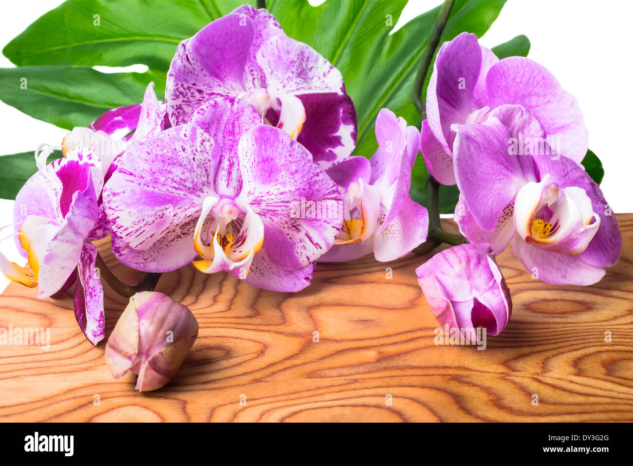 Beautiful orchid flowers stack hi-res stock photography and images - Alamy