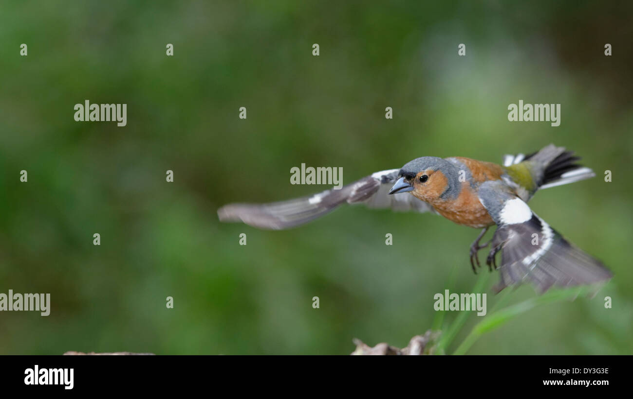 Welsh Garden Birds : Chaffinch in flight, about to land Stock Photo - Alamy