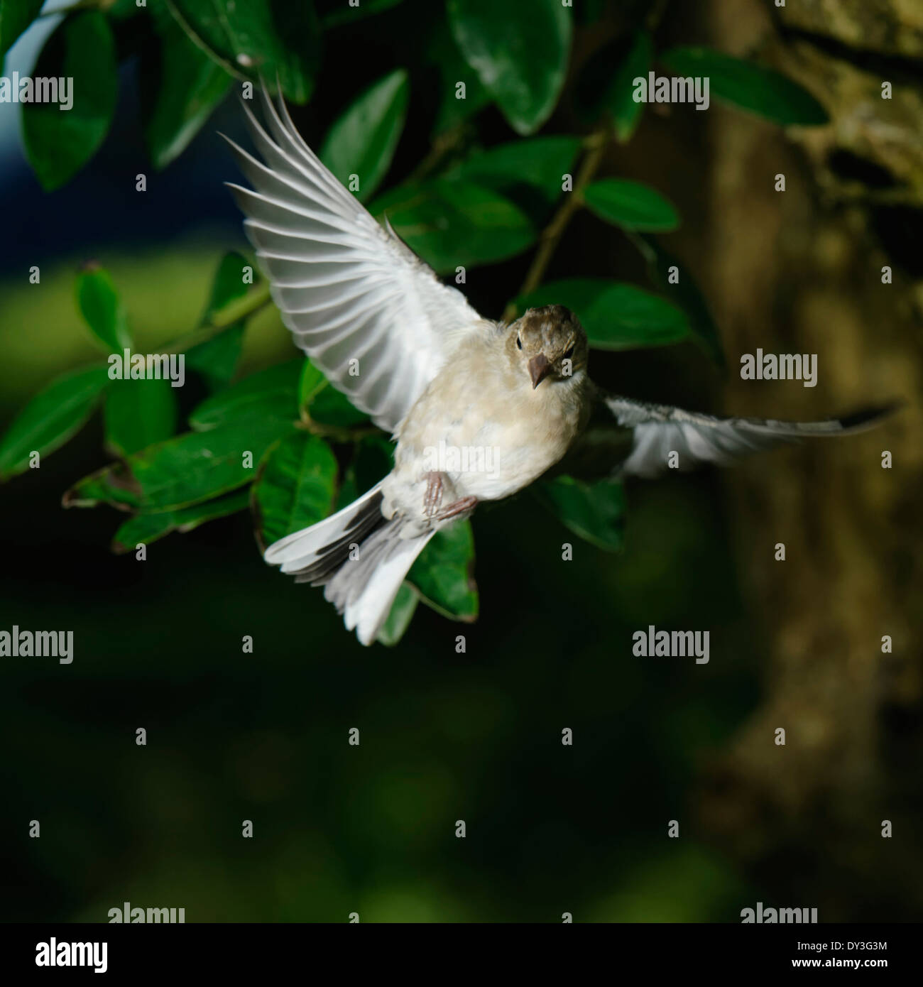 Welsh Garden Birds : Chaffinch in flight with outstretched wings Stock ...