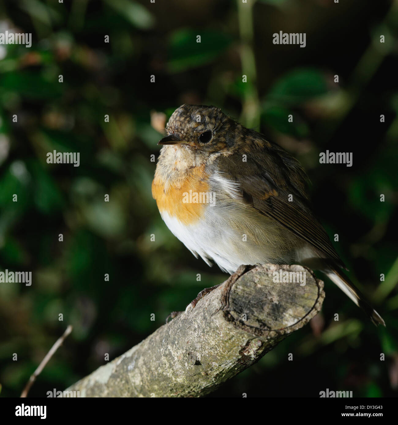 Welsh Garden Birds : Juvenile robin perched on a sawn branch Stock ...