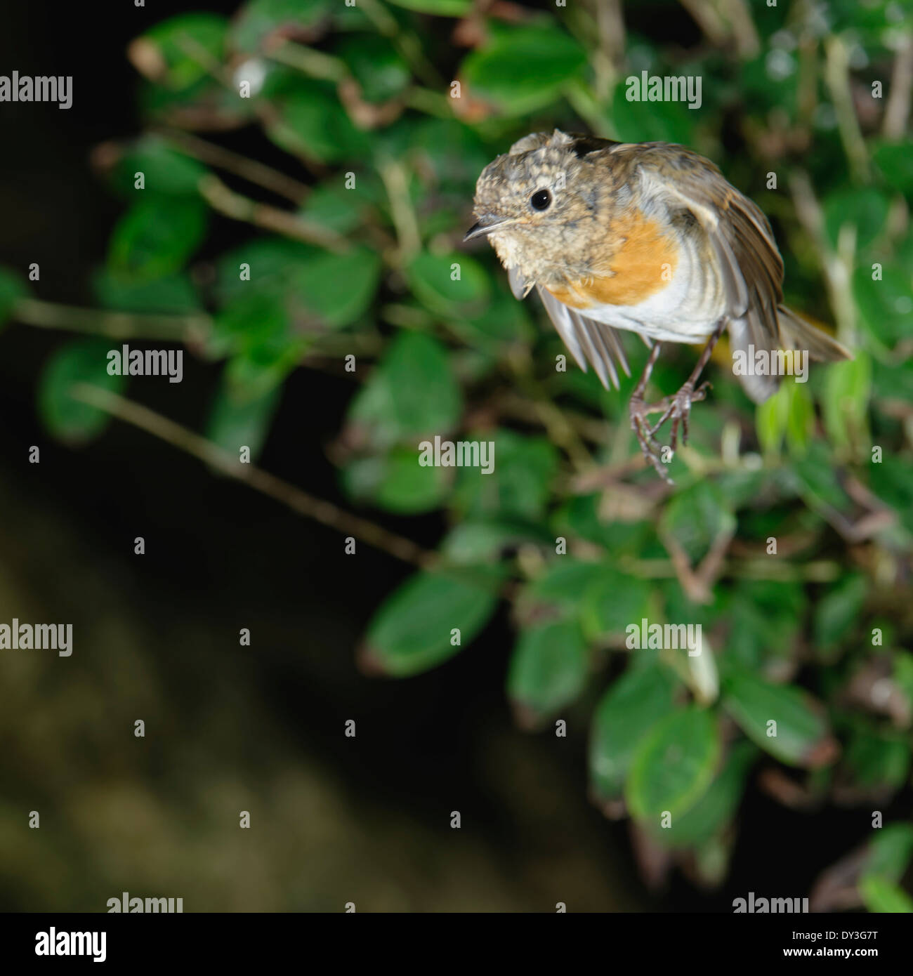 Welsh Garden Birds : Juvenile Robin launching of a tree branch Stock ...