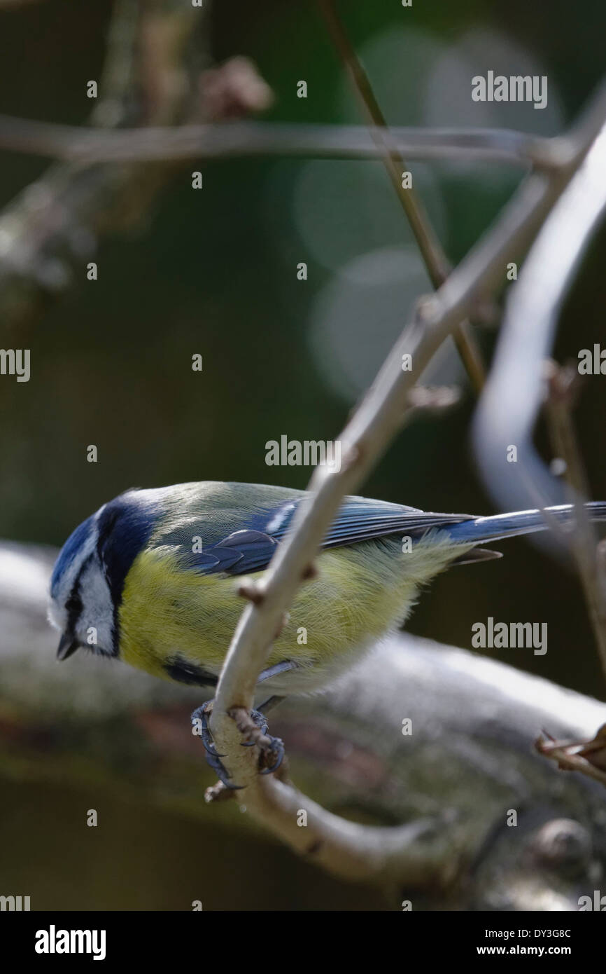 Welsh Garden Birds : Blue tit about to fly Stock Photo - Alamy