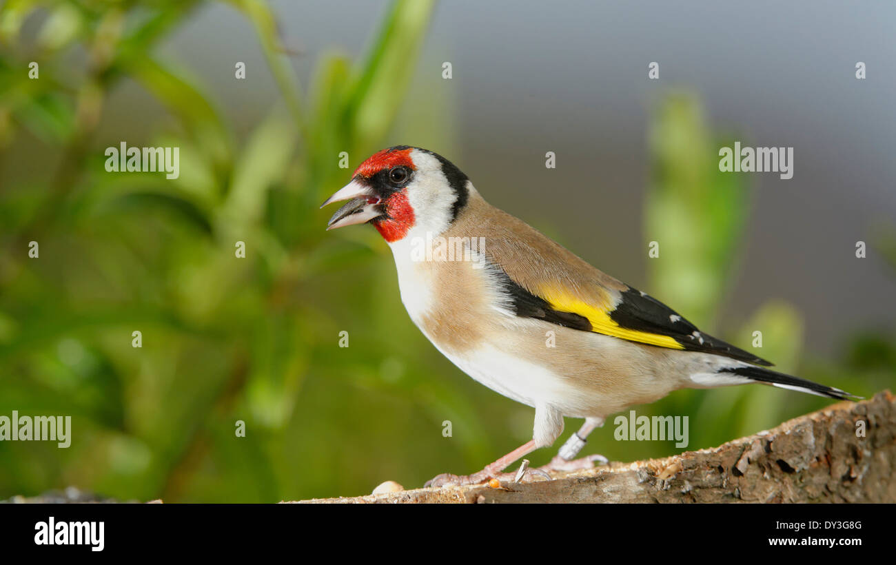 Welsh Garden Birds: A solitary perching goldfinch Stock Photo - Alamy