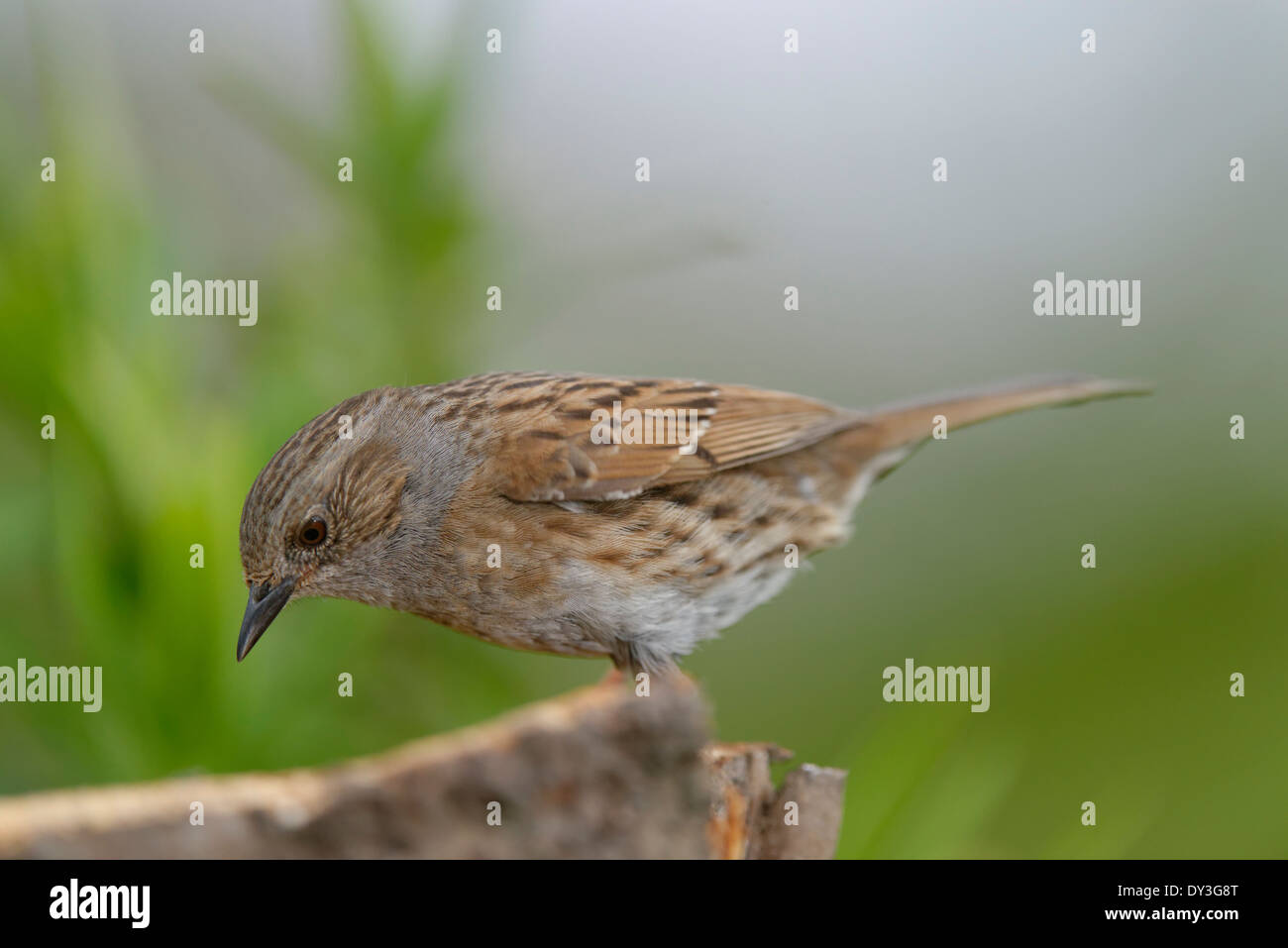 Welsh Garden Birds : Dunnock perched on tree stump Stock Photo - Alamy